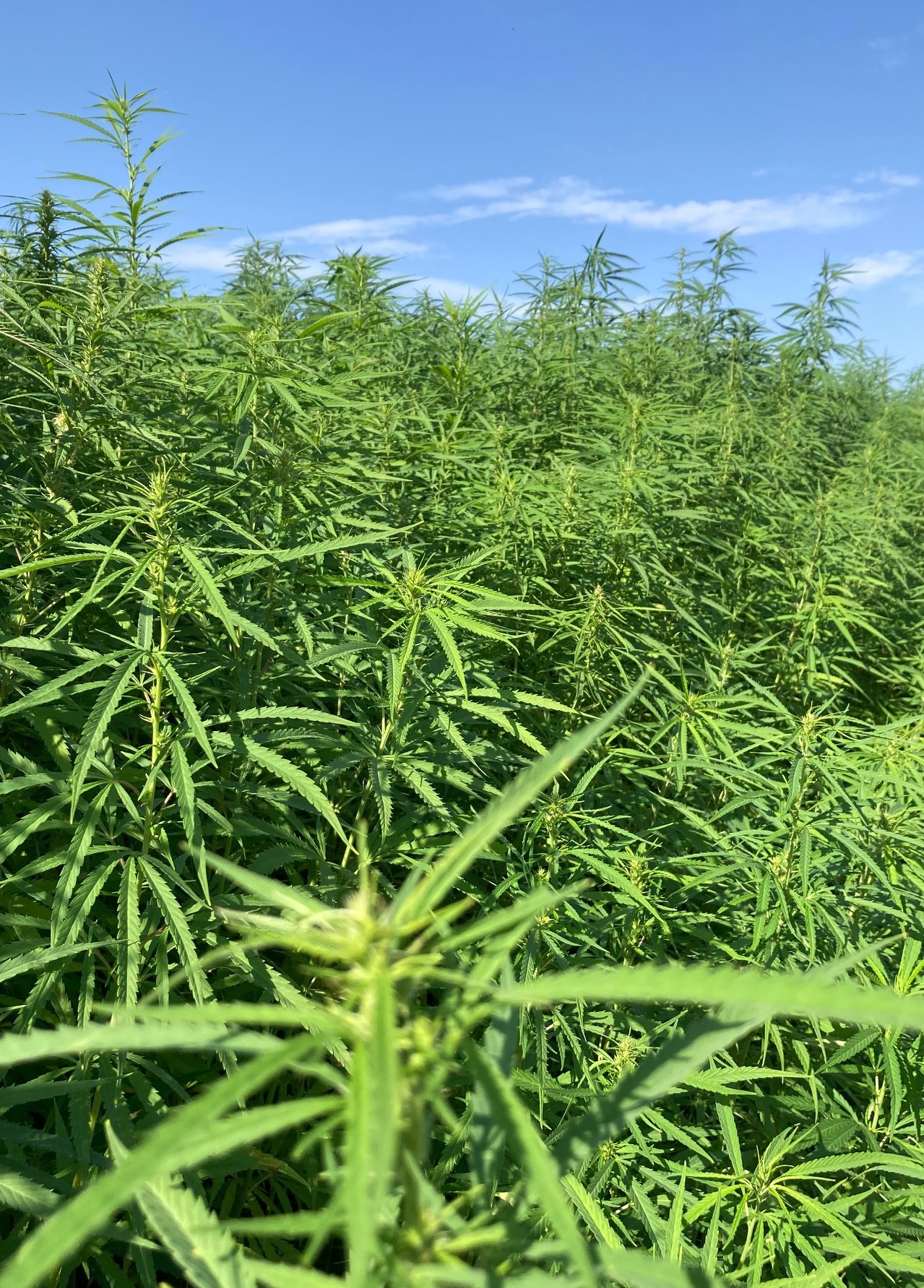 Innovative Biocomposite Product Using Industrial Hemp Fibers for High ...